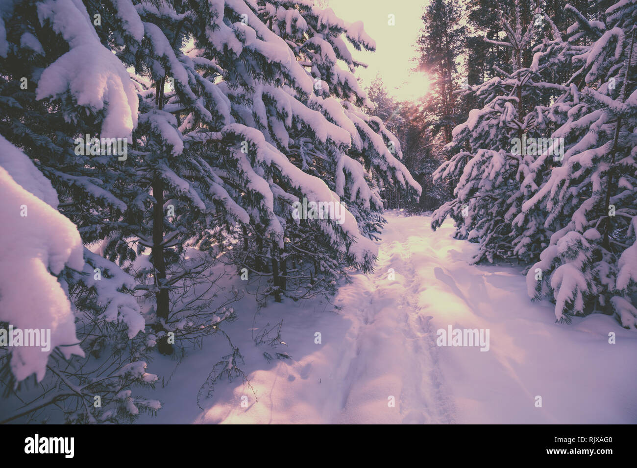 Snowy pine forest at sunset. Pine branches covered with snow. Natural ...