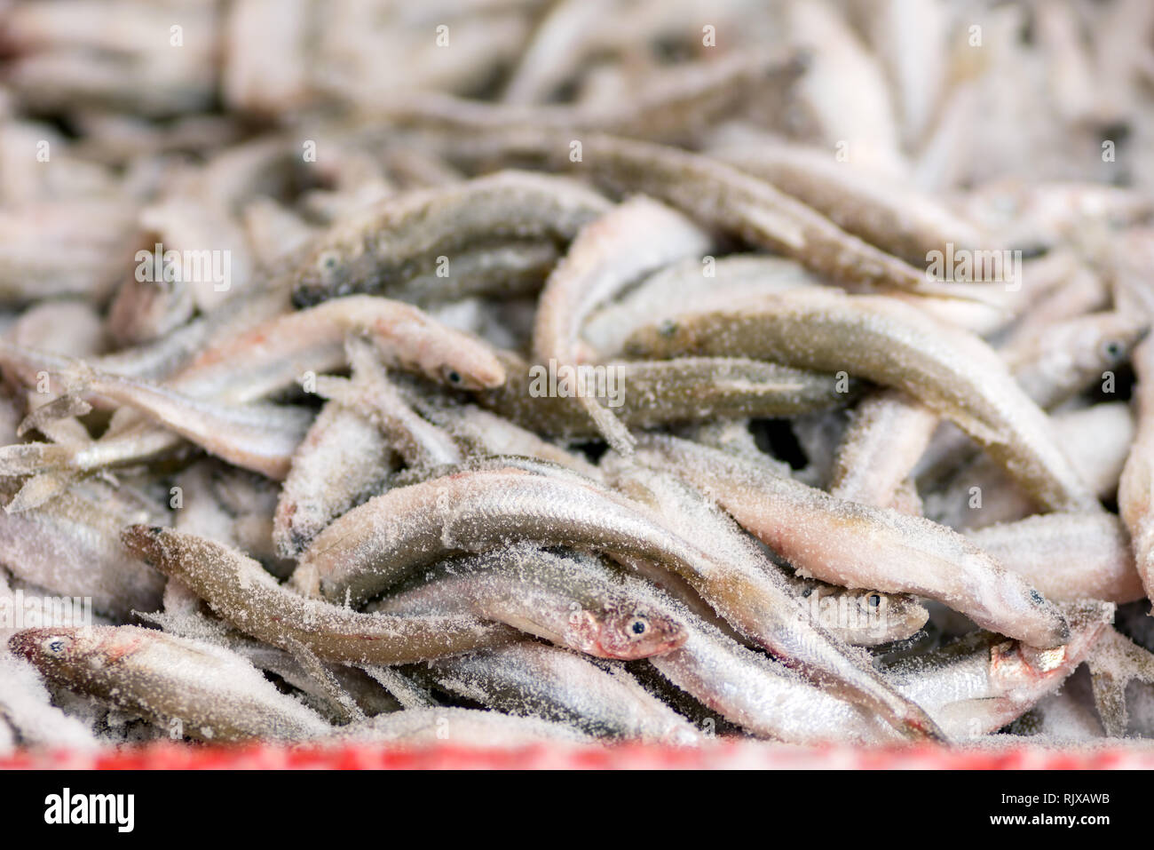 Bunch of fresh frosty smelt fish in winter. Fishing for sale in market ...