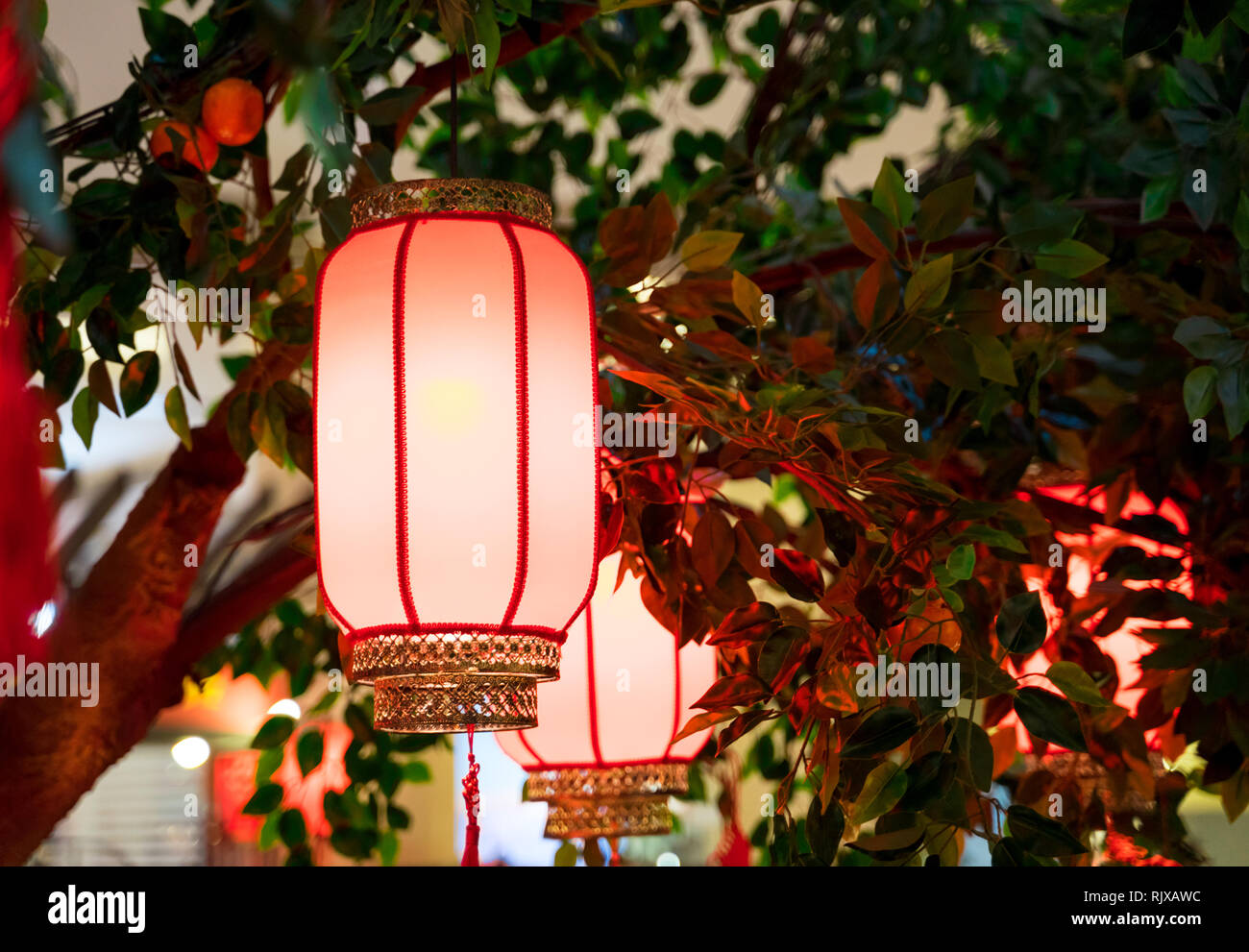 Chinese lantern tree hi-res stock photography and images - Alamy