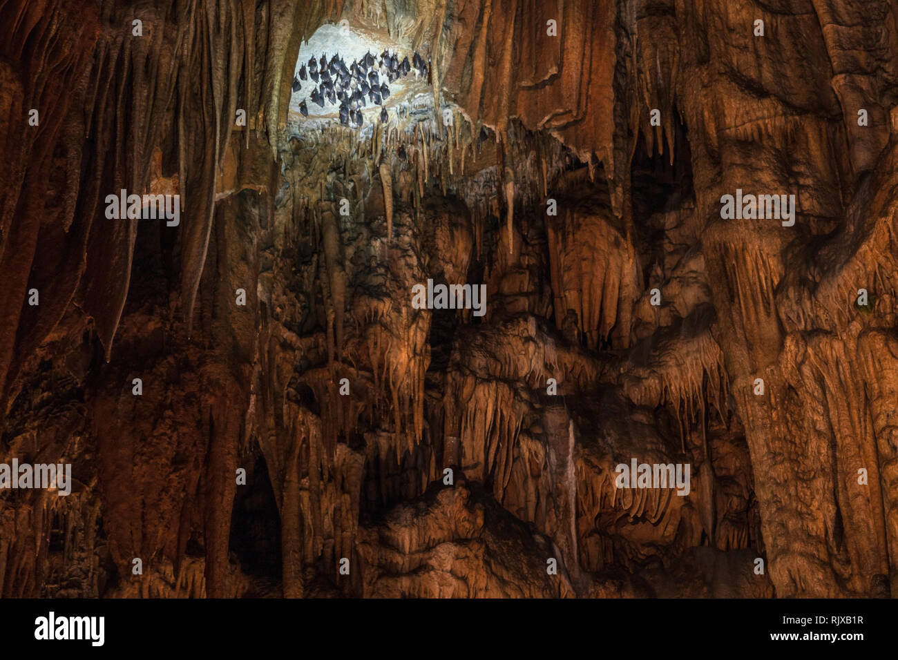 Limestone cave bats hi-res stock photography and images - Alamy