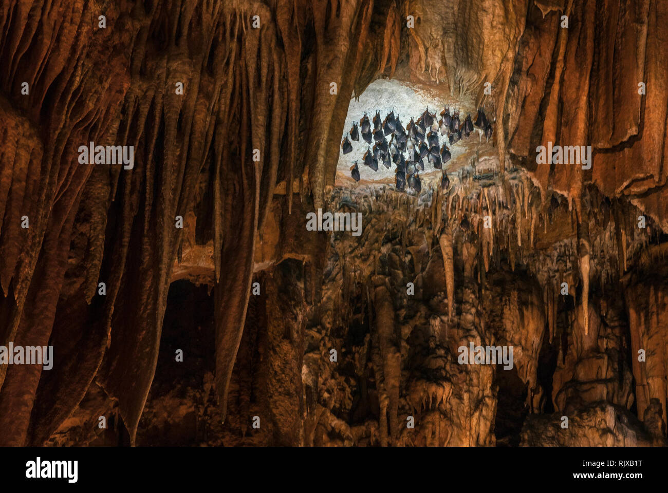 Bats handing upside down in beautiful cave formations with stalagmites ...