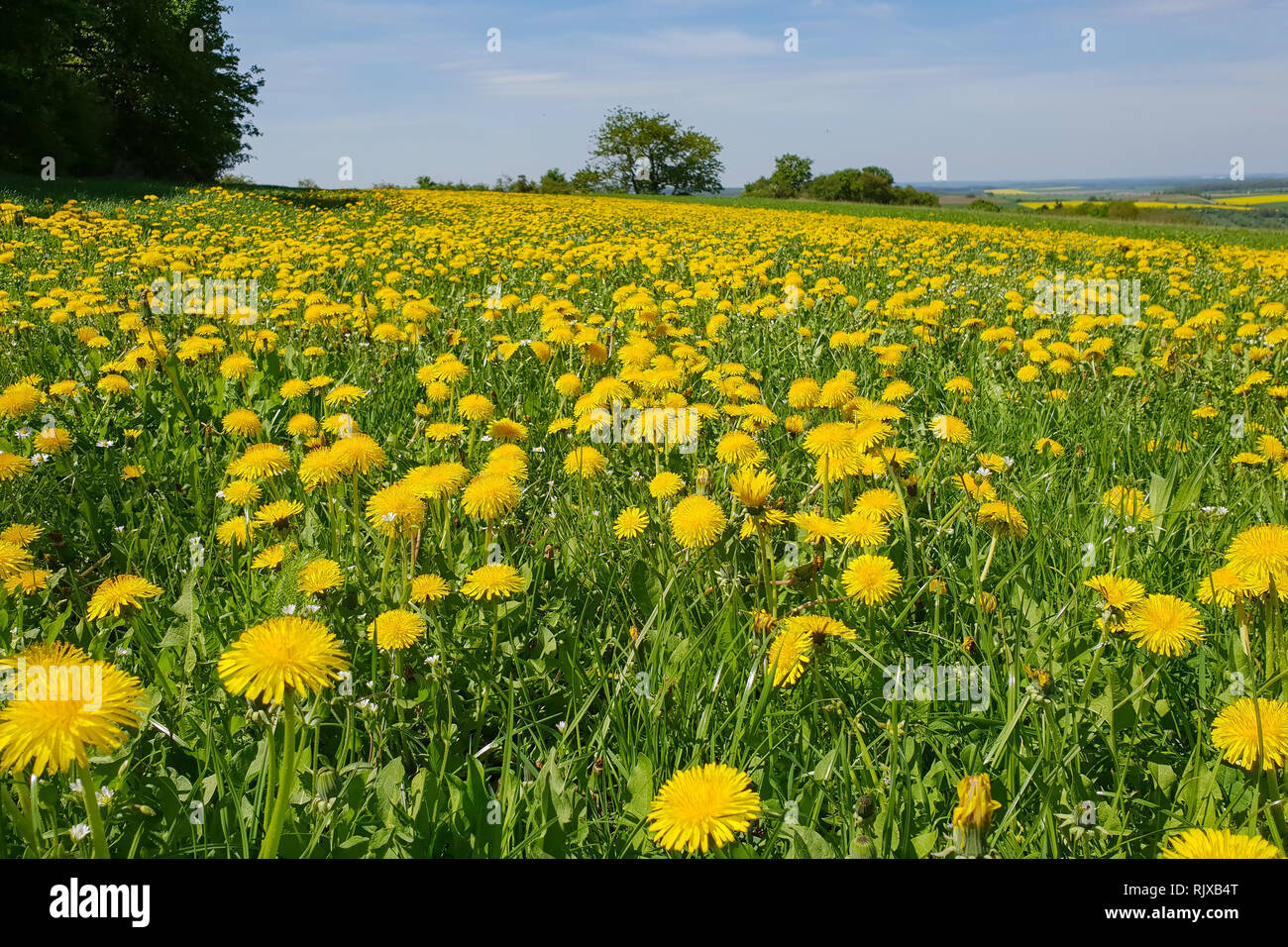 Summer Landscape / Beautiful Field of dandelions / dandelions Stock ...