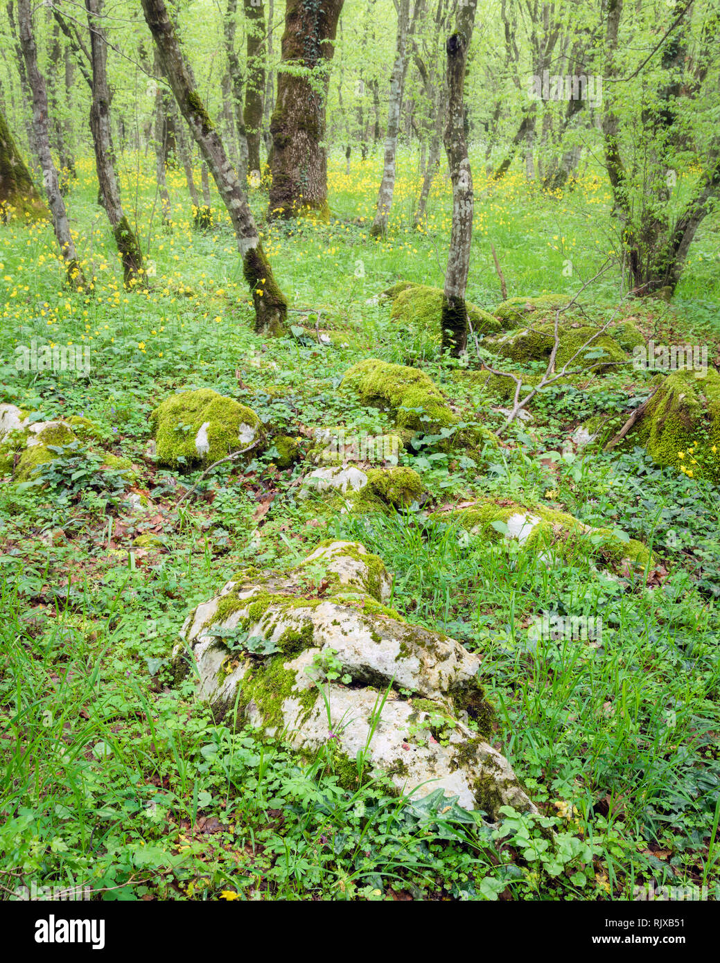Big rock in the soil surrounded by green forest floor covered with ...