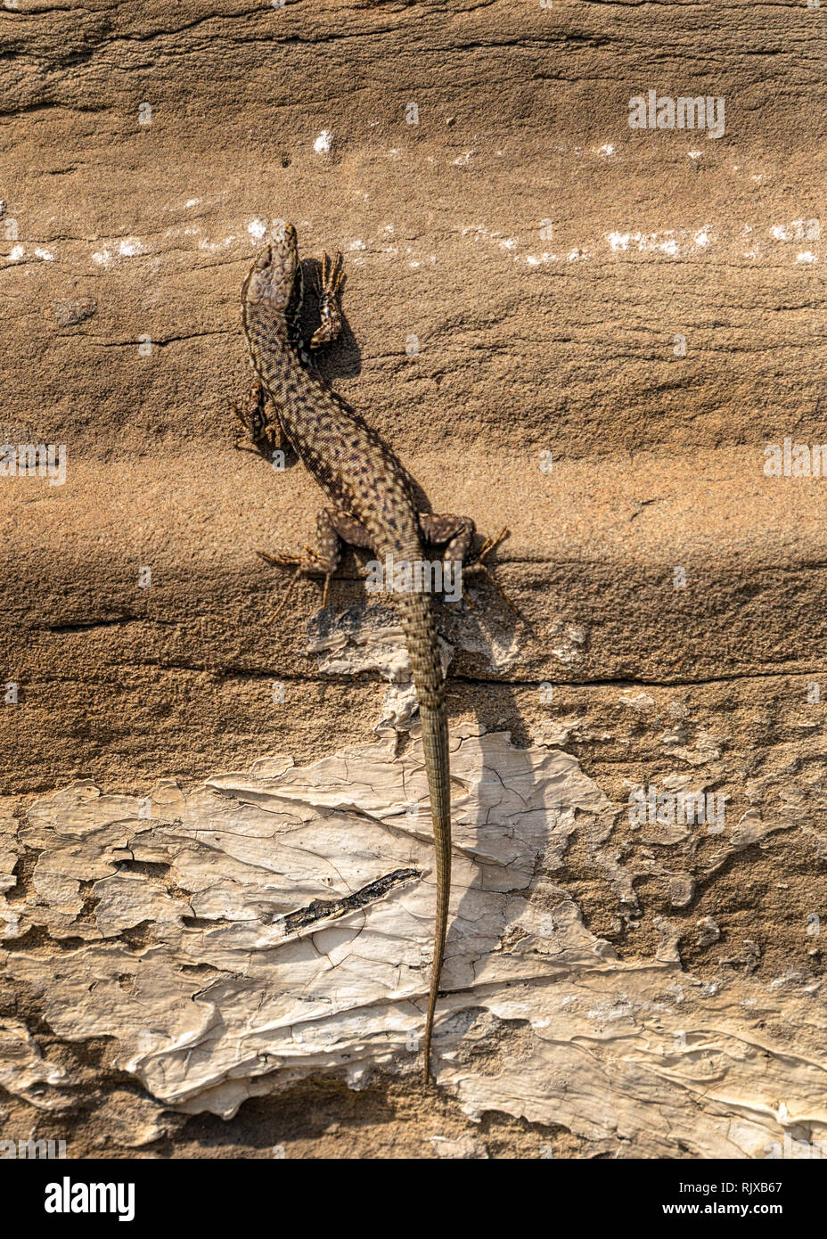 Camouflaged material hi-res stock photography and images - Alamy