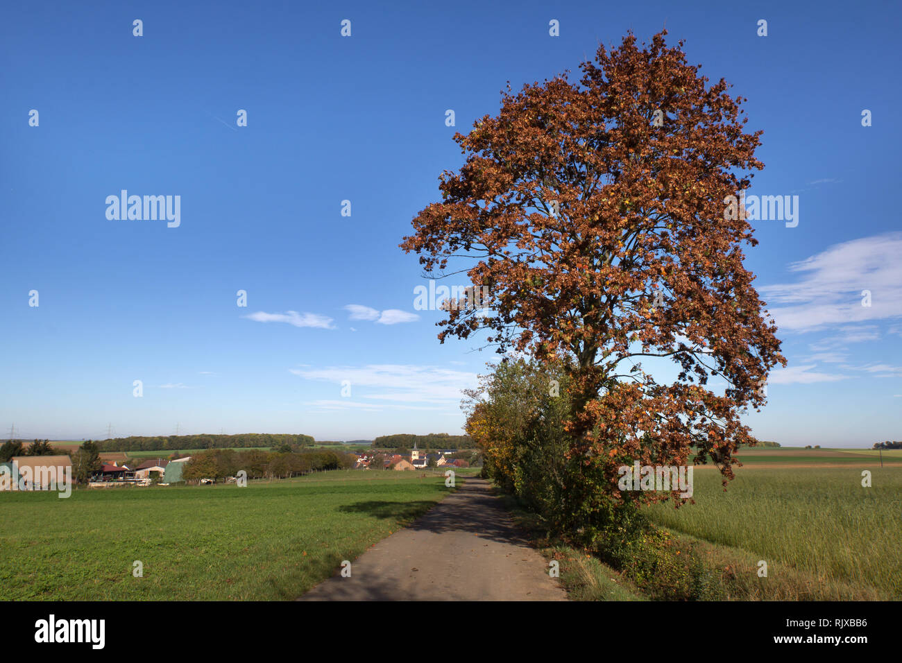 Autumn landscape / Landscape with tree and road Stock Photo - Alamy