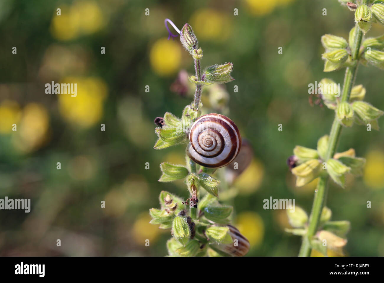 Garden Snails Hiding High Resolution Stock Photography and Images - Alamy