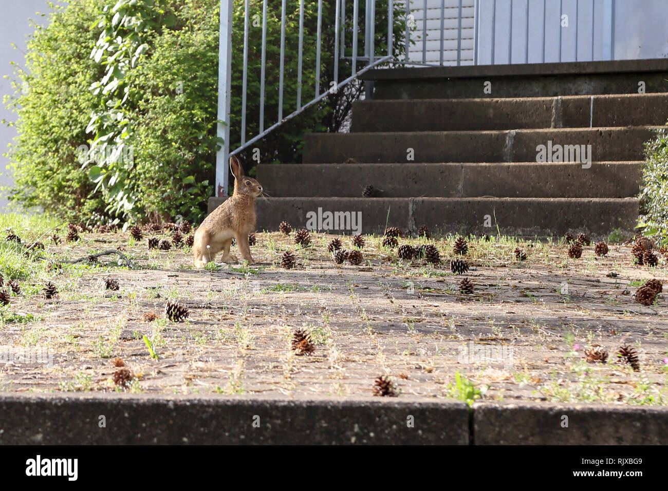 Hare / Hare ran to the city street Stock Photo - Alamy