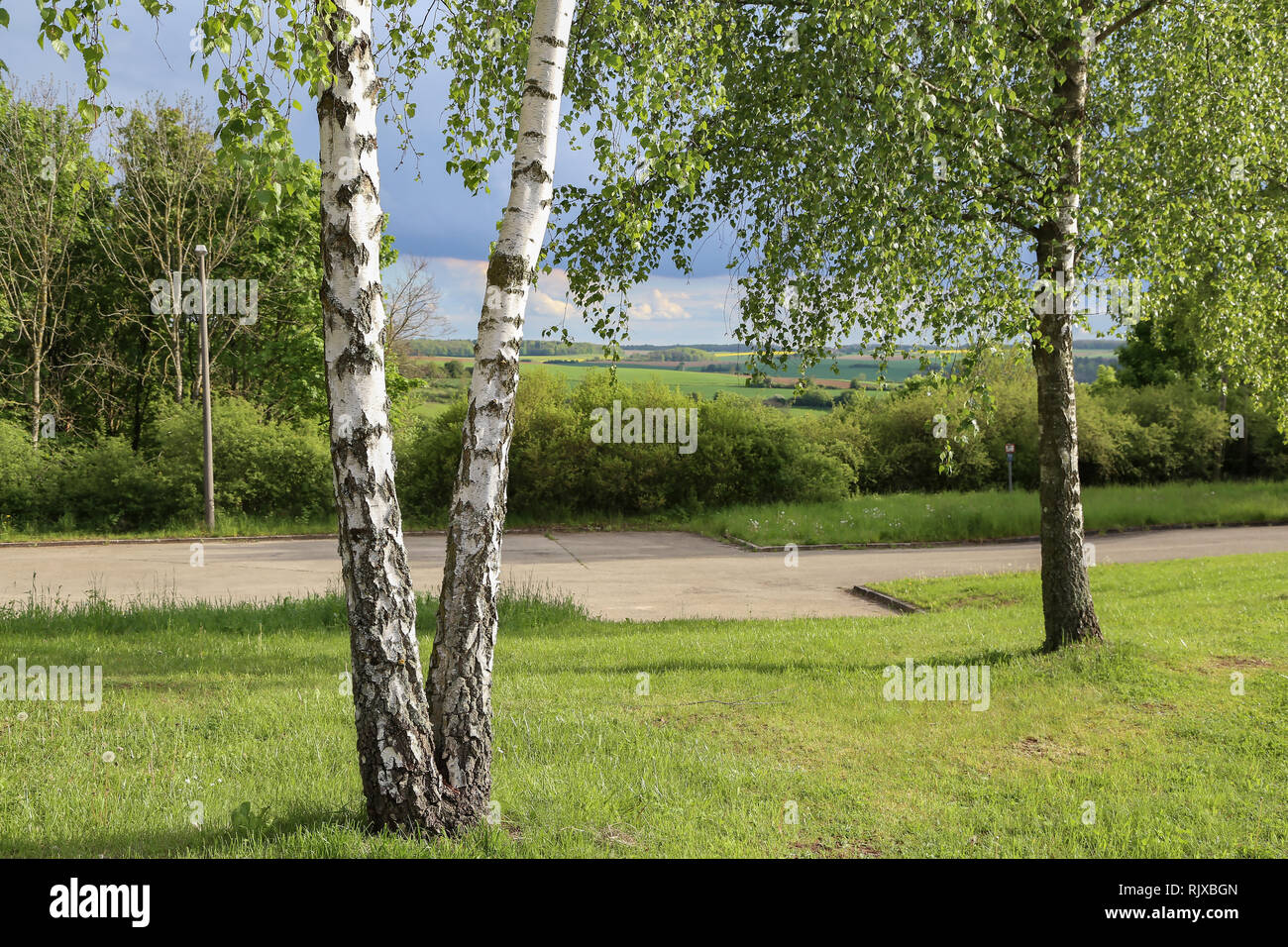 Two birch trees stand hi-res stock photography and images - Alamy