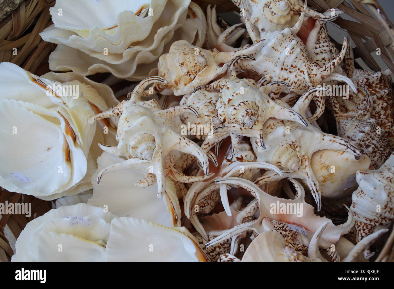 Marine animal / different shell clams Stock Photo - Alamy