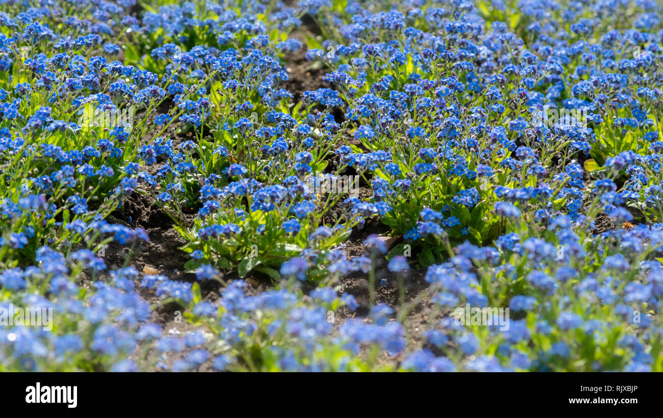Growing blue blossom flowers in the garden Stock Photo - Alamy