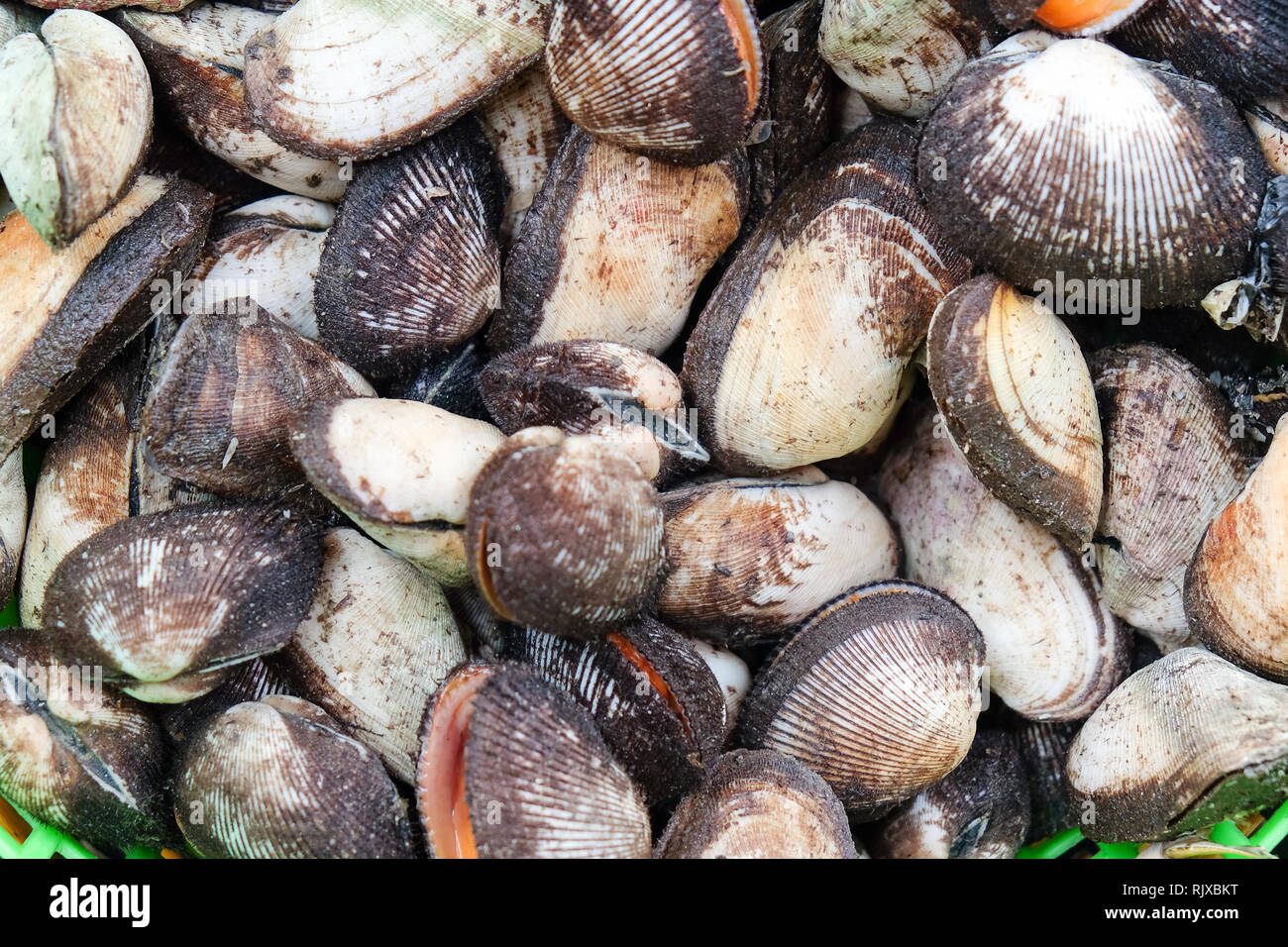 Shellfish,Fresh seafood in fish market Stock Photo - Alamy