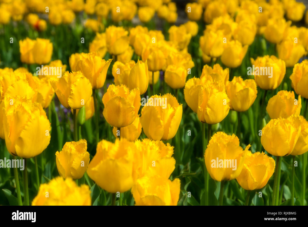 Beautiful tulip field plantation. Commercial growing of tulips in ...