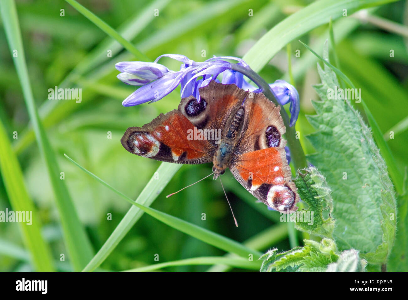 Bluebell with peacock butterfly at Slapton Ley nature reserve, Devon ...