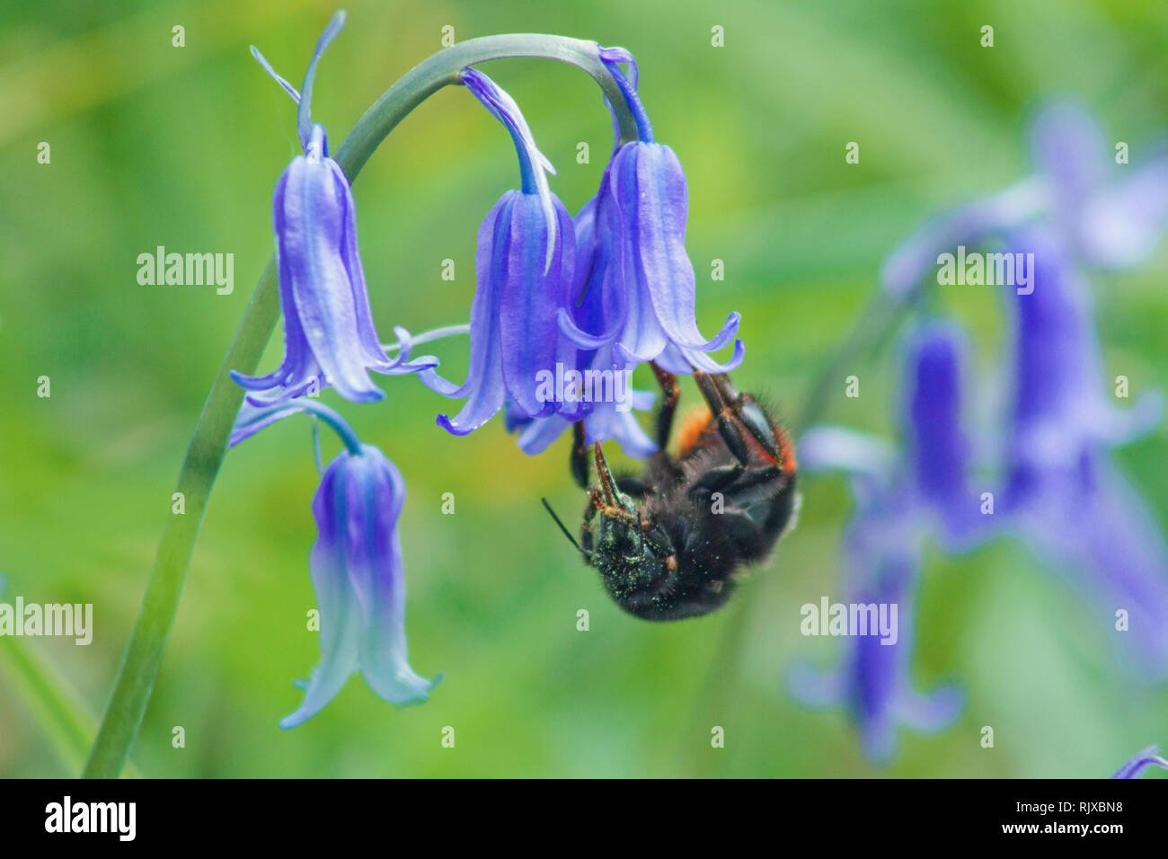 Bee on a bluebell at Slapton Ley Stock Photo - Alamy