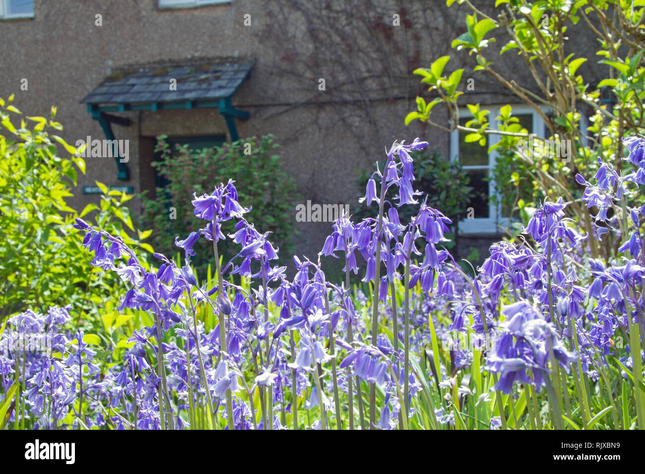 Bluebells Slapton Village Devon Stock Photo - Alamy