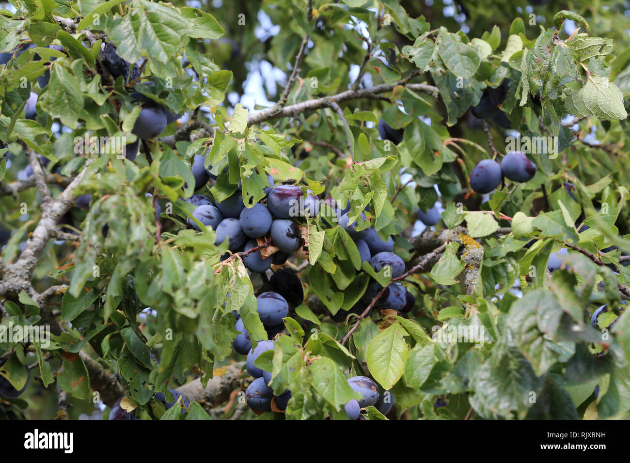 Damson bush hi-res stock photography and images - Alamy