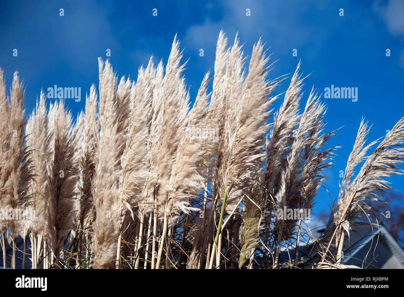 Bunclody, Wexford, Ireland, Europe Stock Photo - Alamy