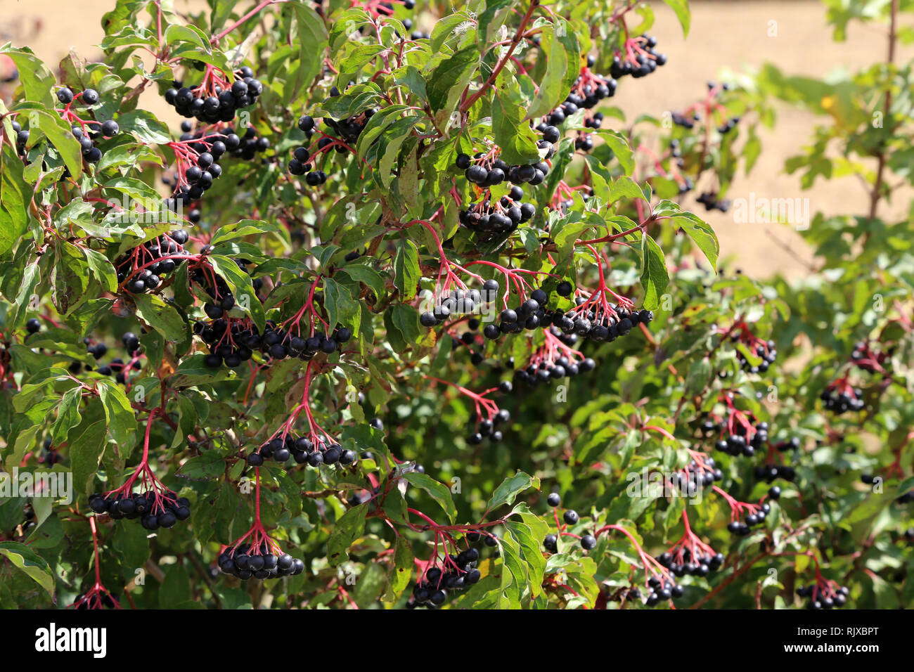 Bushes color edible fruit hi-res stock photography and images - Alamy