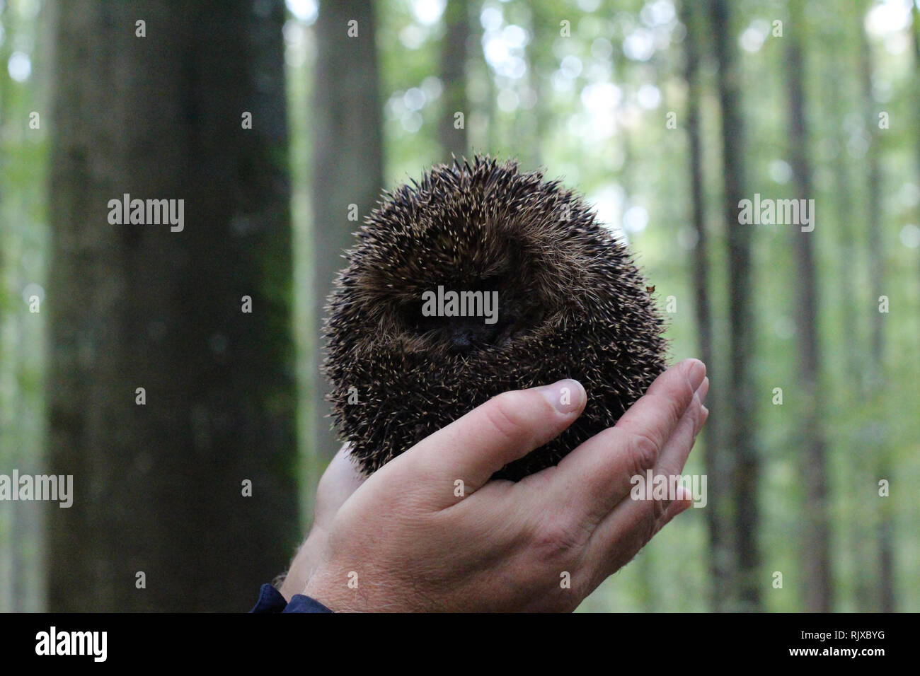 Igel wald hi-res stock photography and images - Alamy