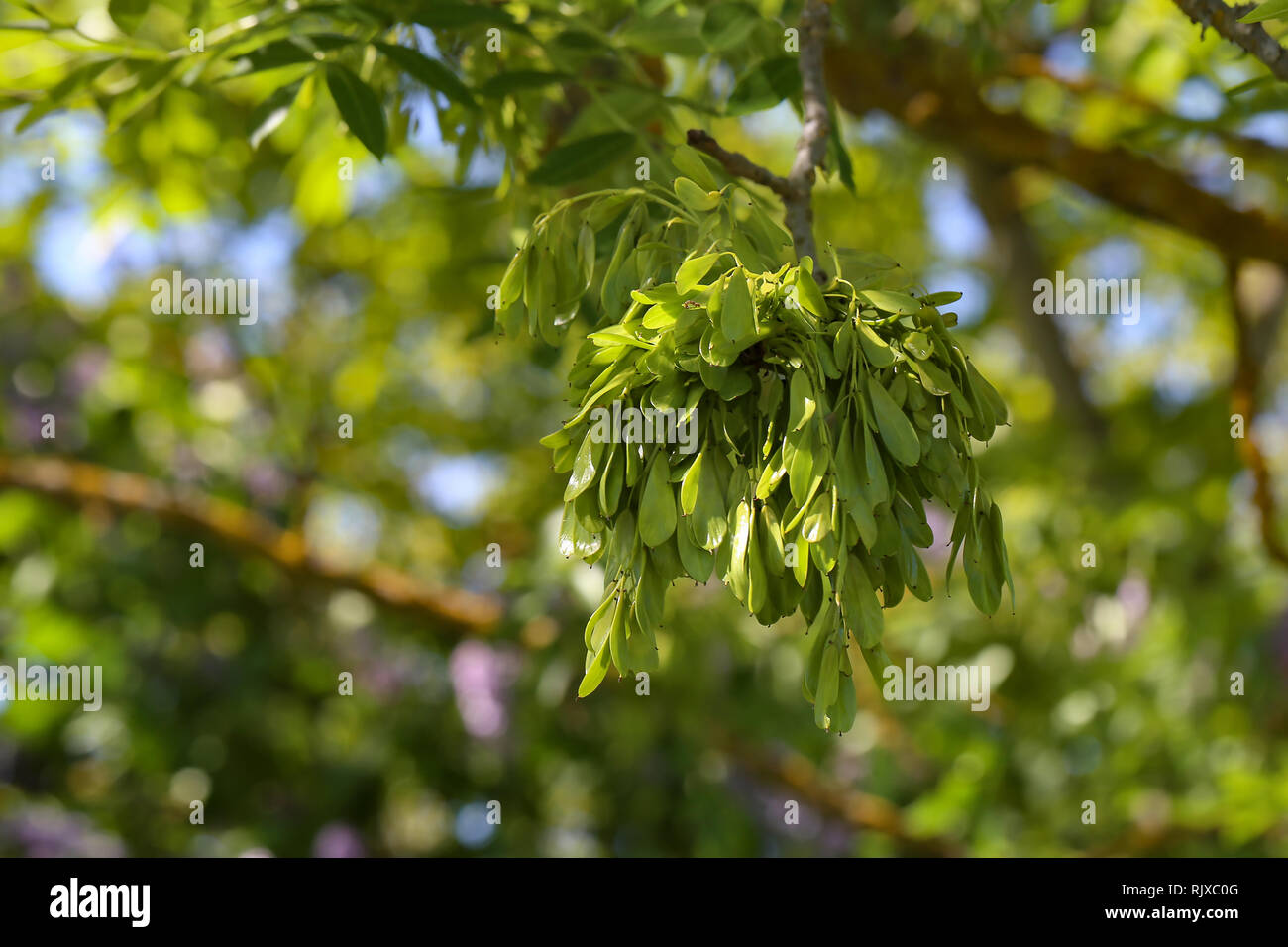 Trees / Green Maple Seeds Stock Photo - Alamy
