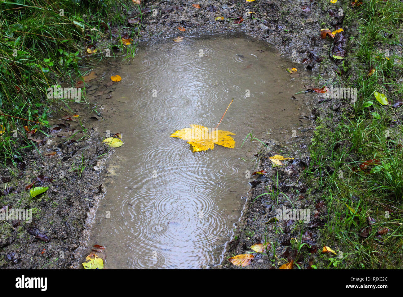 Yellow maple leaf in rainy weather fell into a puddle Stock Photo - Alamy