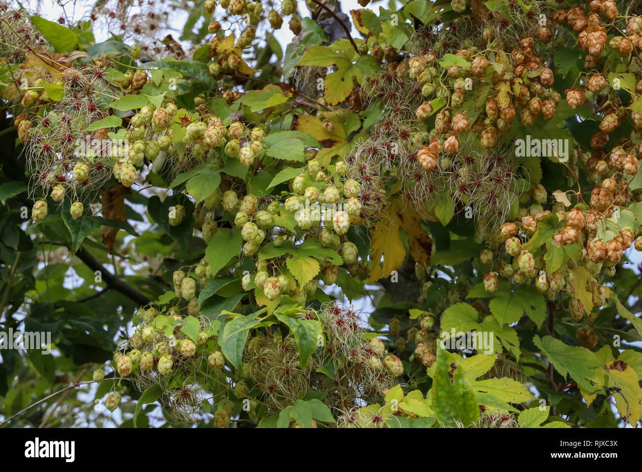 Hop cones in glass hi-res stock photography and images - Alamy