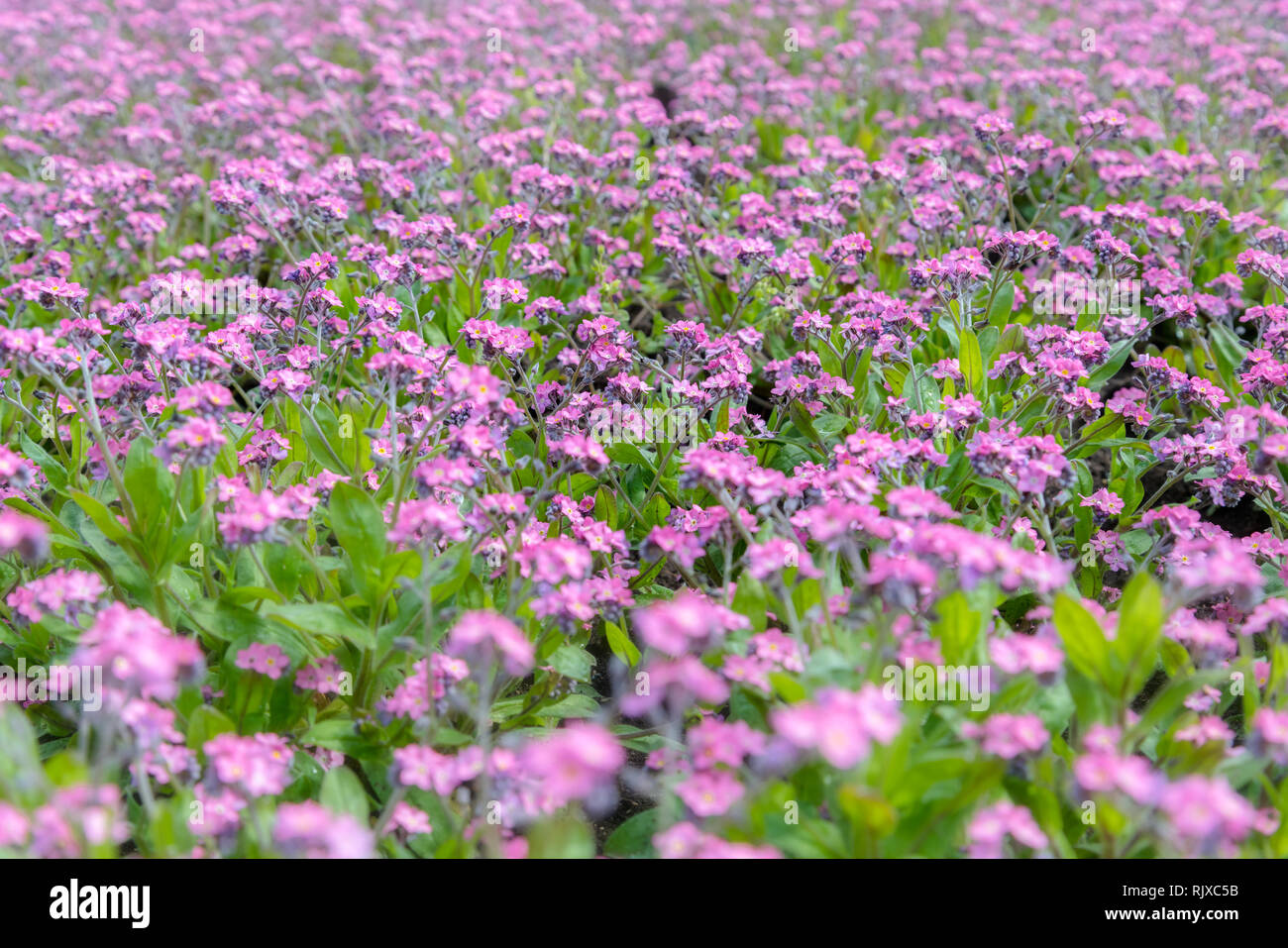 Growing purple blossom flowers in the garden Stock Photo - Alamy
