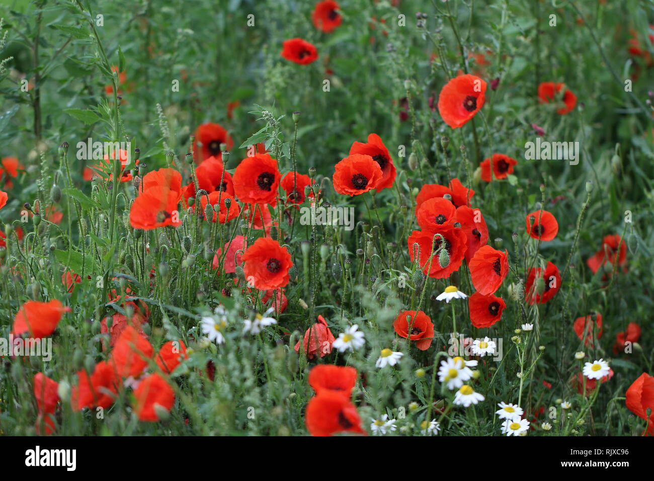 Red Poppy Field, A huge field with red poppies Stock Photo - Alamy