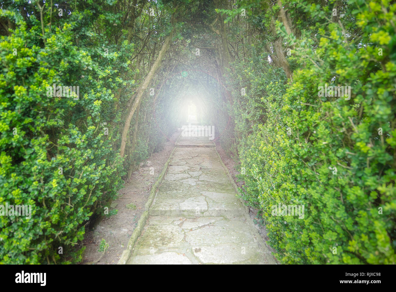 Light at the end of the tunnel. Green natural tunnel of trees with ...