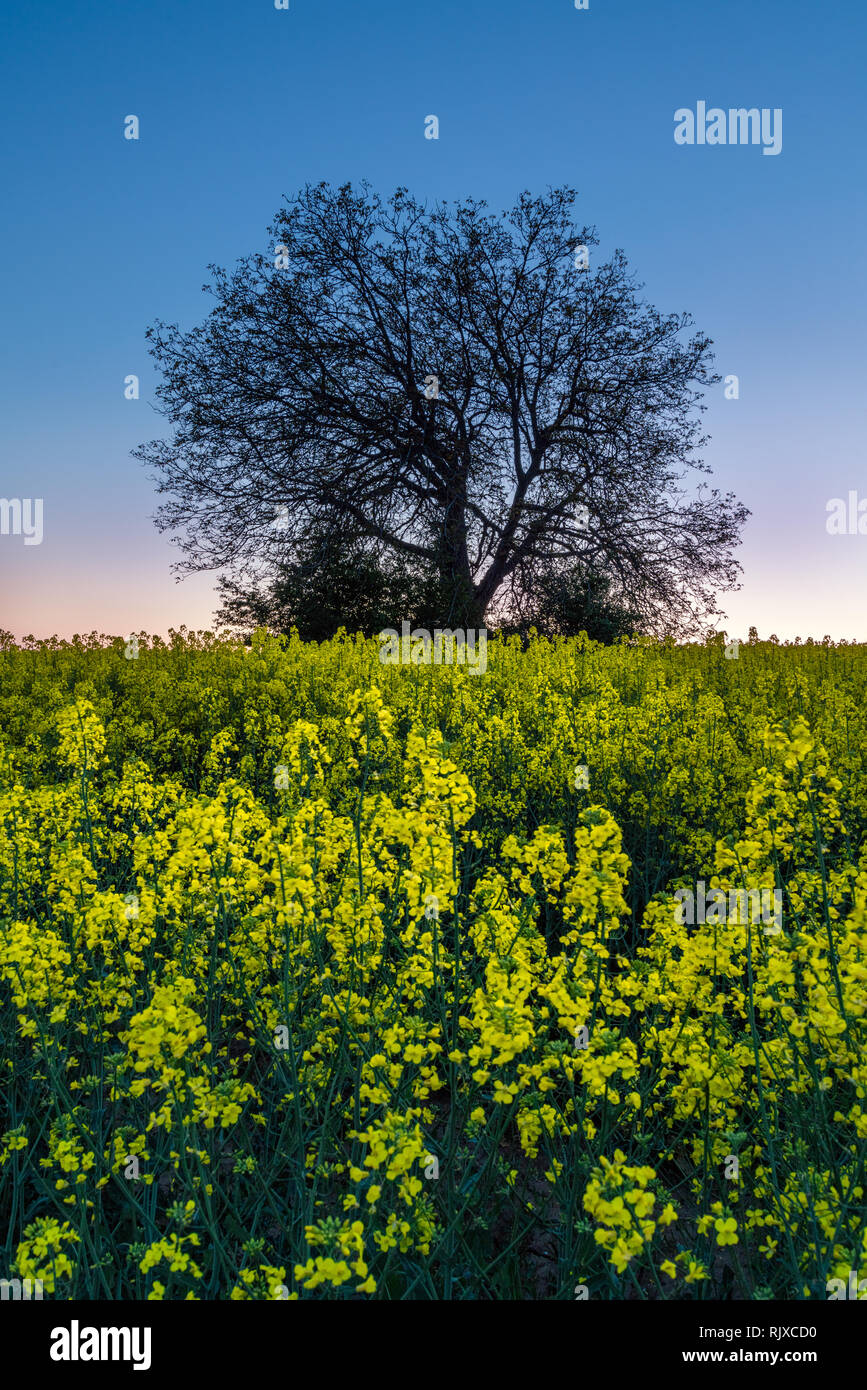 Tree silhouette in yellow rapeseed field. Sunset nature landscape ...