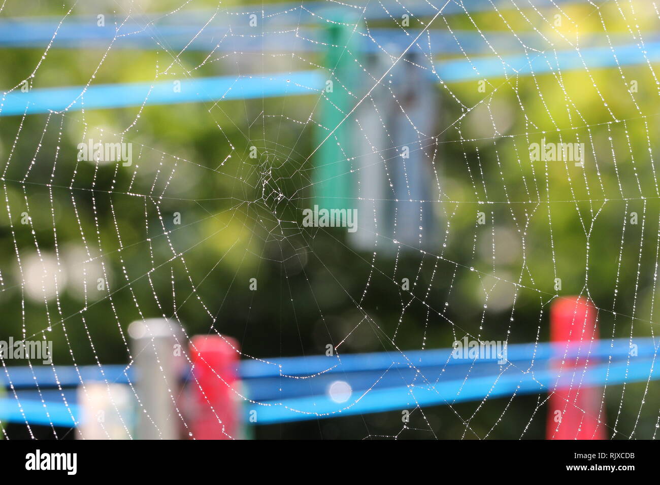 White spider web Stock Photo - Alamy