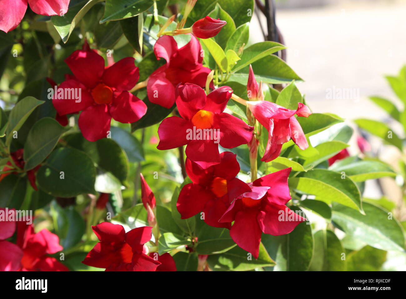 Beautiful red flowers in the garden Stock Photo - Alamy