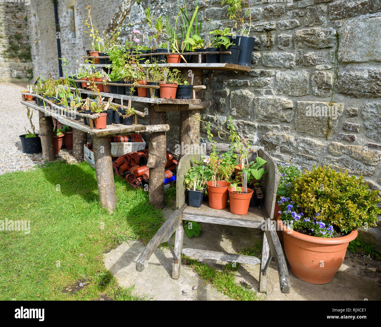 Various plants and herbs for sale in late summer using traditional ...