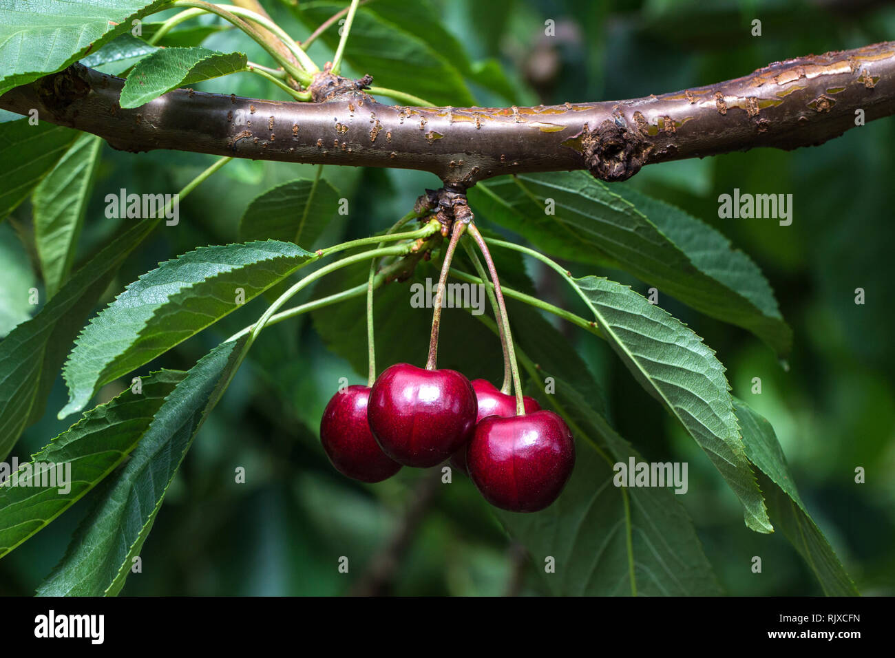 Cherries hanging on a cherry tree branch Stock Photo - Alamy
