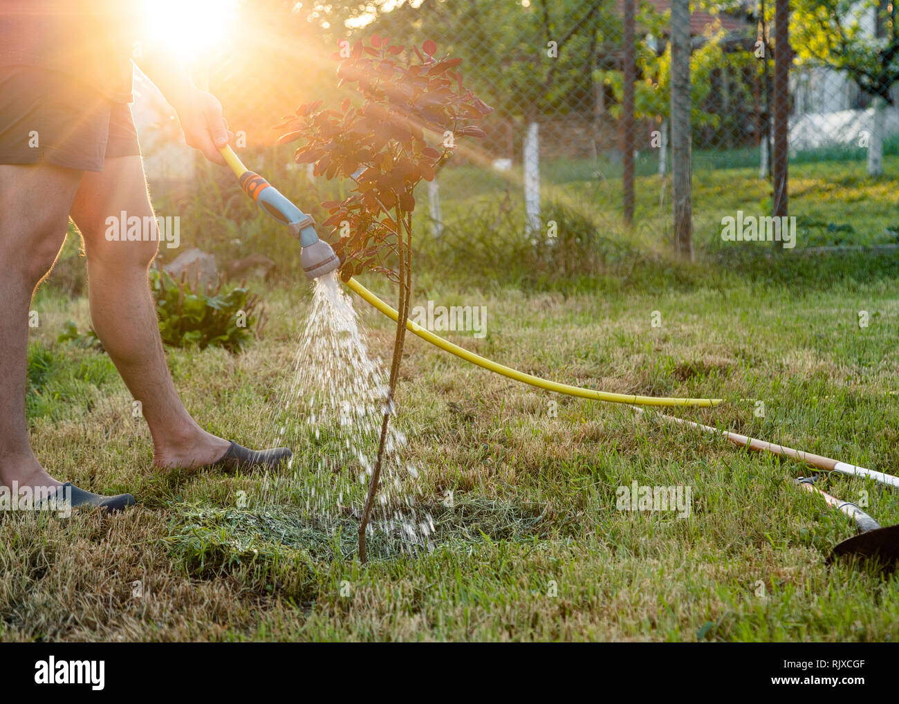 Planting a tree. Man planting a tree in summertime, outside in the ...