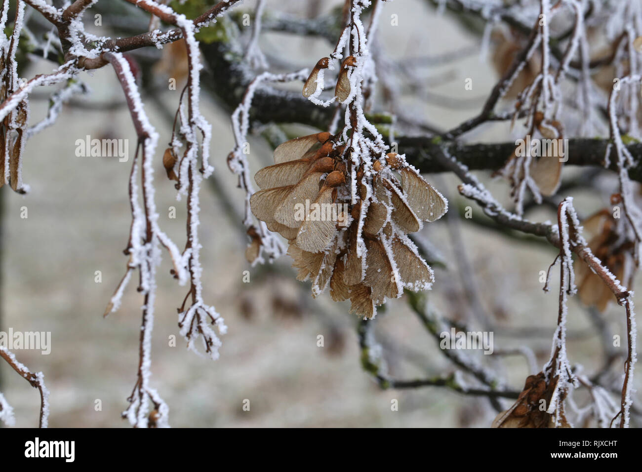 Dry seeds of a maple in the frost Stock Photo - Alamy