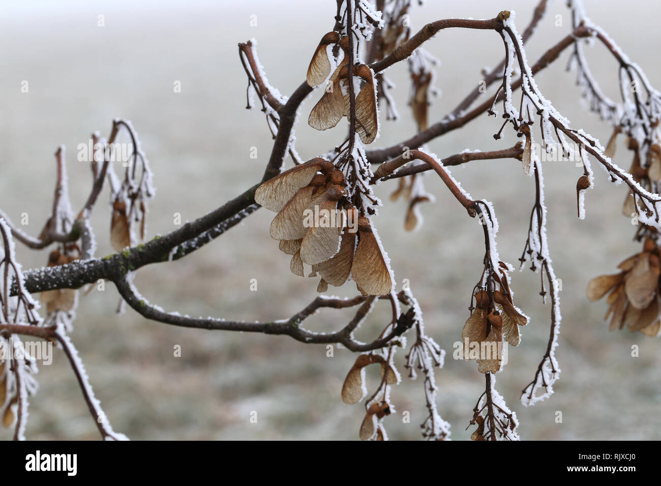 Dry seeds of a maple in the frost Stock Photo - Alamy