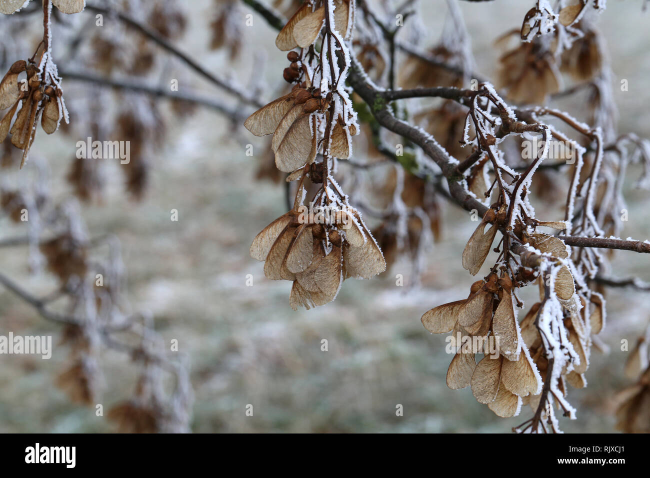 Dry seeds of a maple in the frost Stock Photo - Alamy