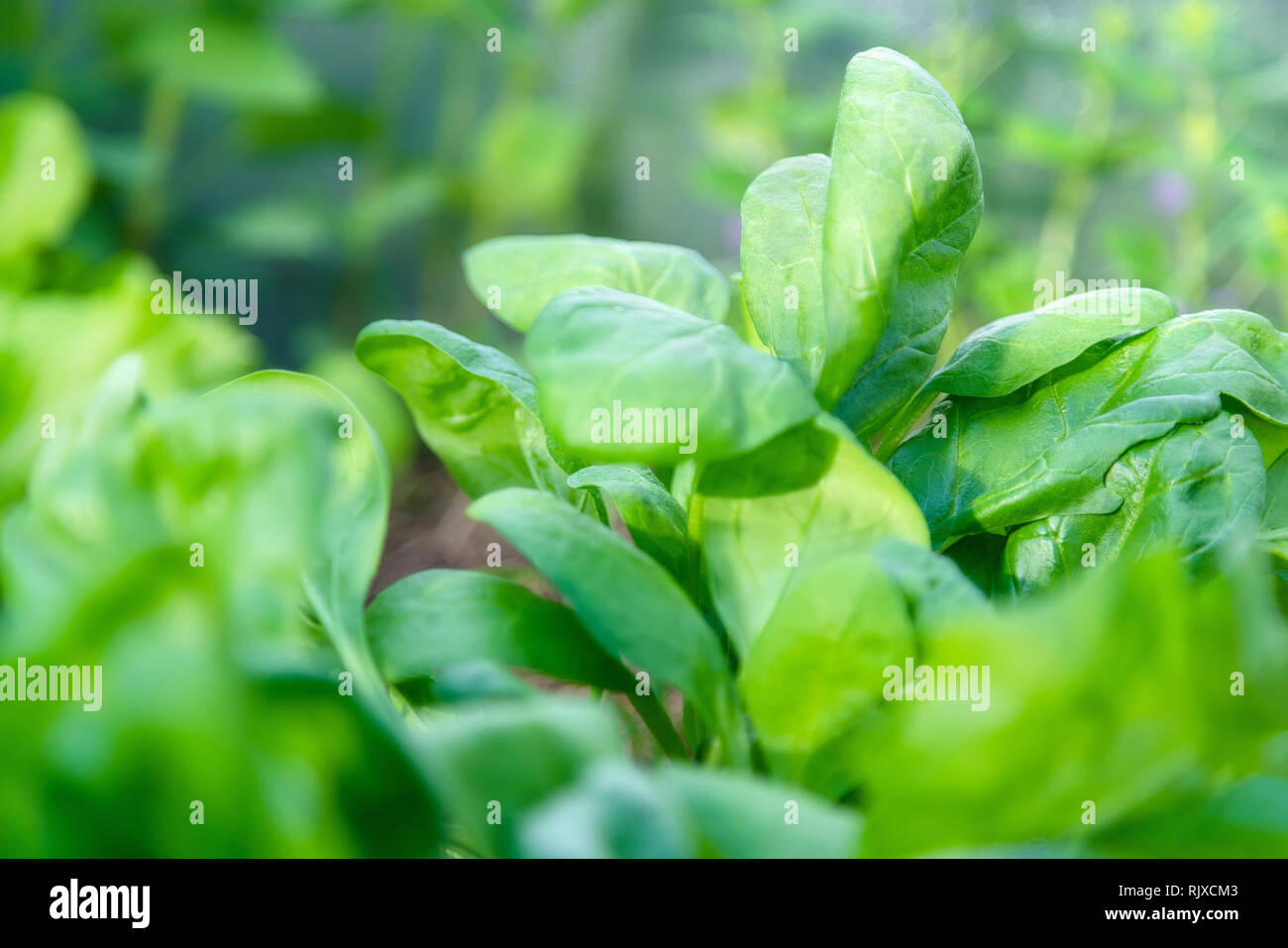 Spinach growing from composted soil in a home garden. Urban farming ...