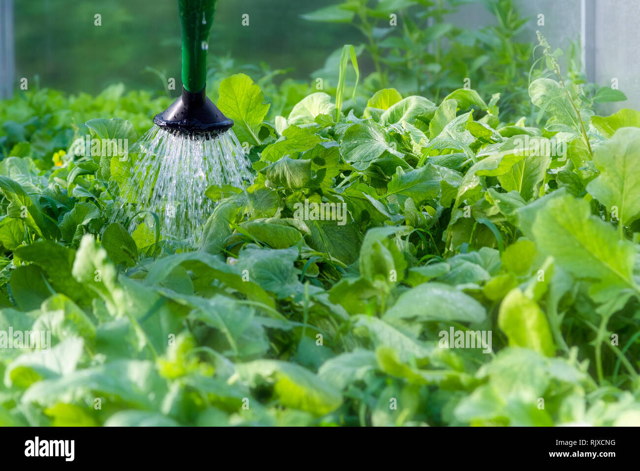 Watering vegetables in greenhouse. Growing organic vegetables. Urban ...