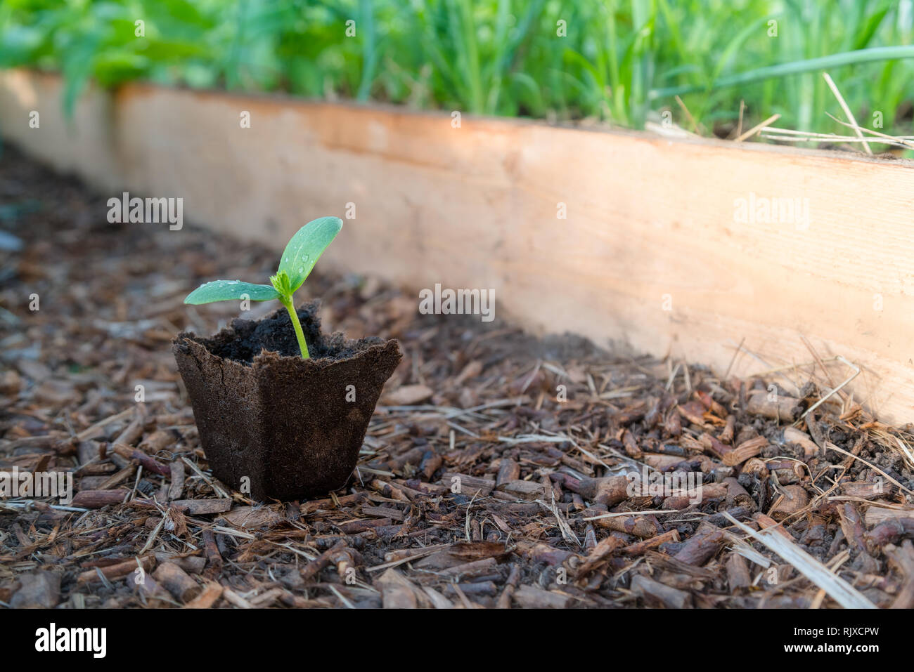 Little plant sprout in organic cup ready to be planted in green house ...
