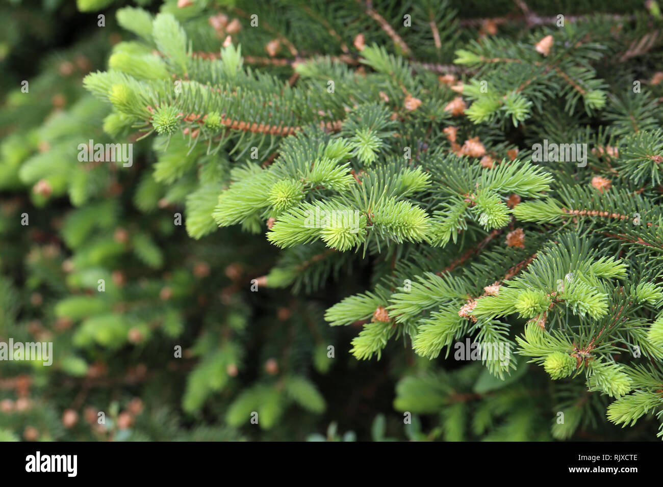 Coniferous trees in forest / Needles close-up Stock Photo - Alamy