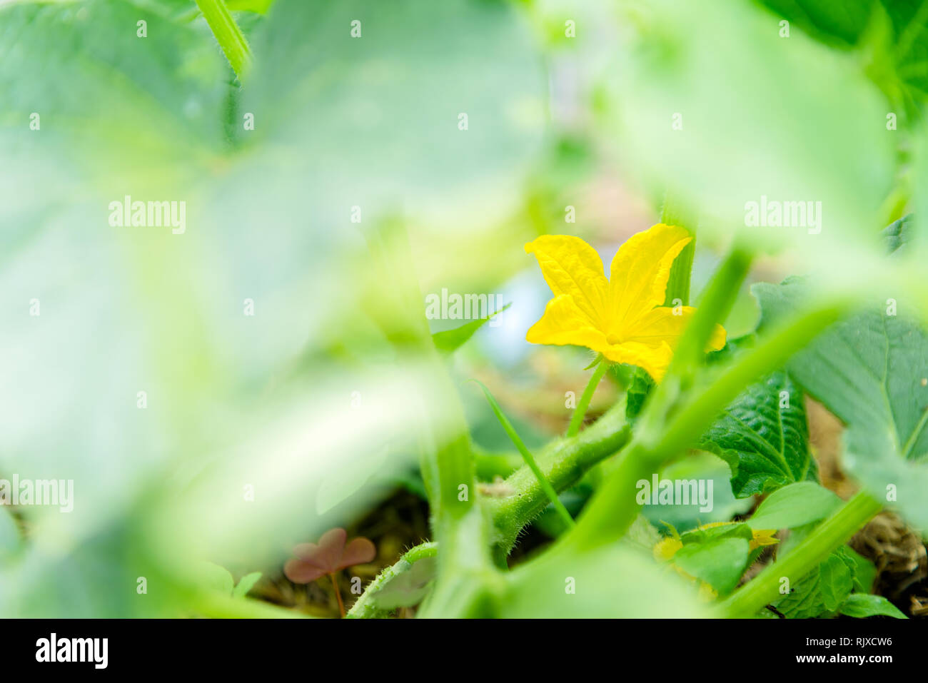 Growing cucumber with flower and tendrils in the green house. Growing ...