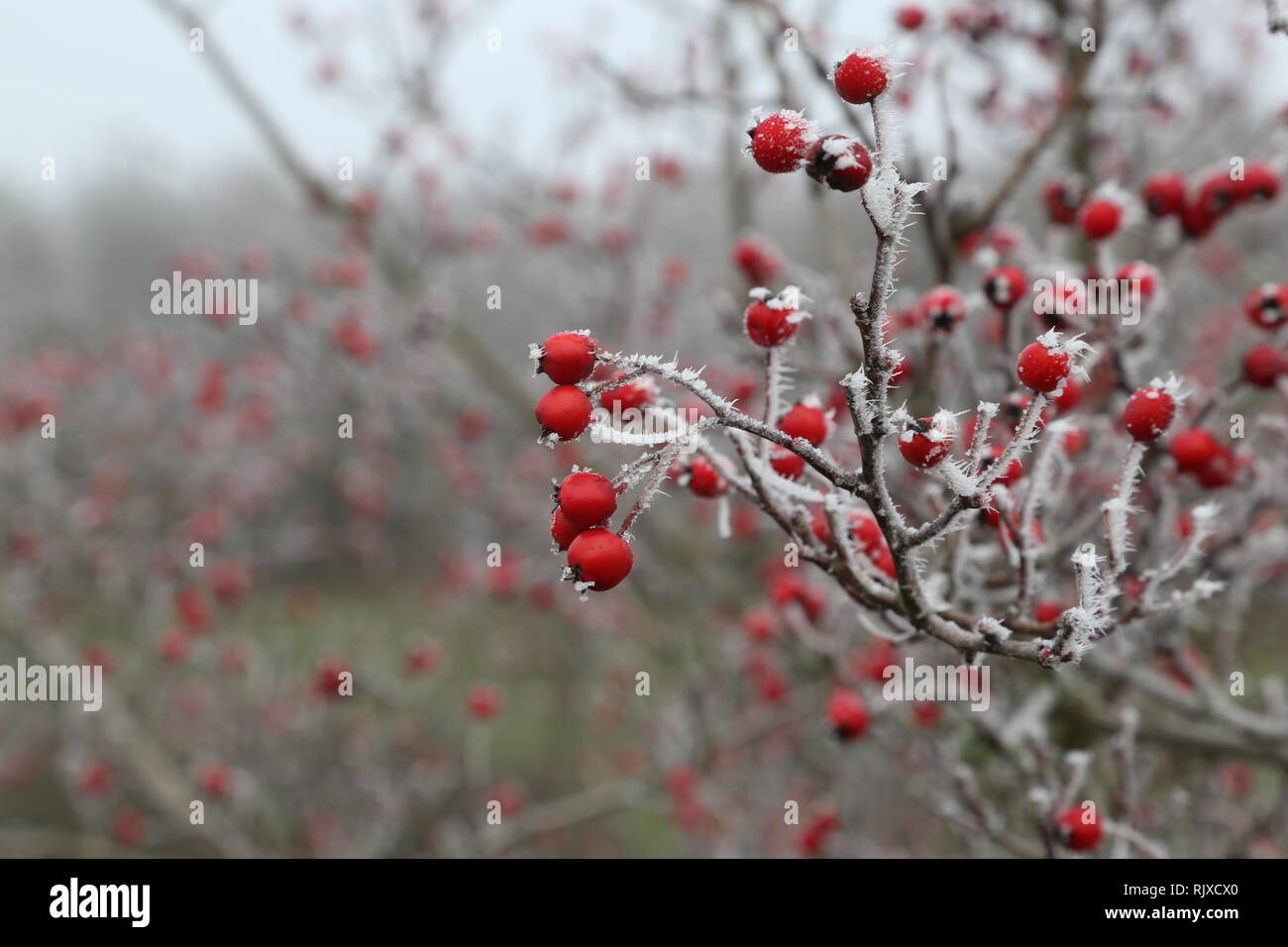 Hawthorn in the cold / Frosty morning. Trees covered with hoarfrost ...