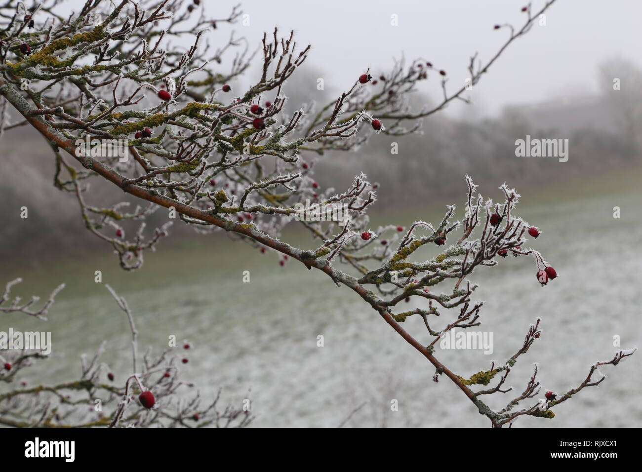Hawthorn in the cold / Frosty morning. Trees covered with hoarfrost ...