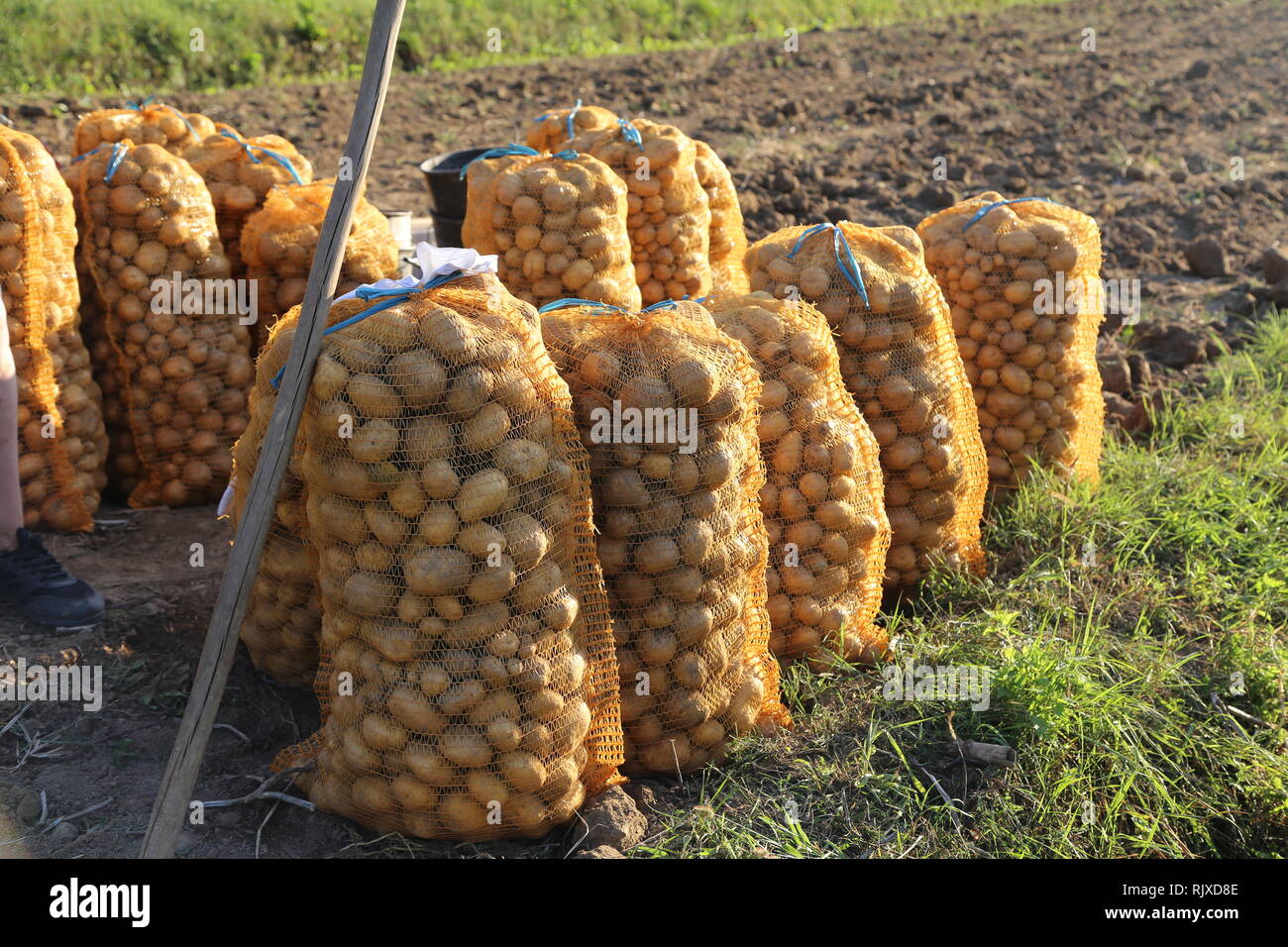 Agriculture / Potato harvesting in the farm Stock Photo - Alamy