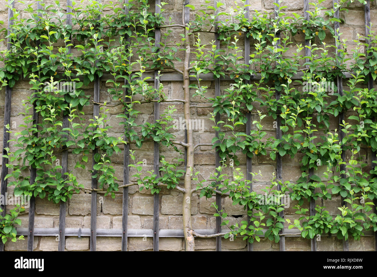 Espalier fruit wall hi-res stock photography and images - Alamy