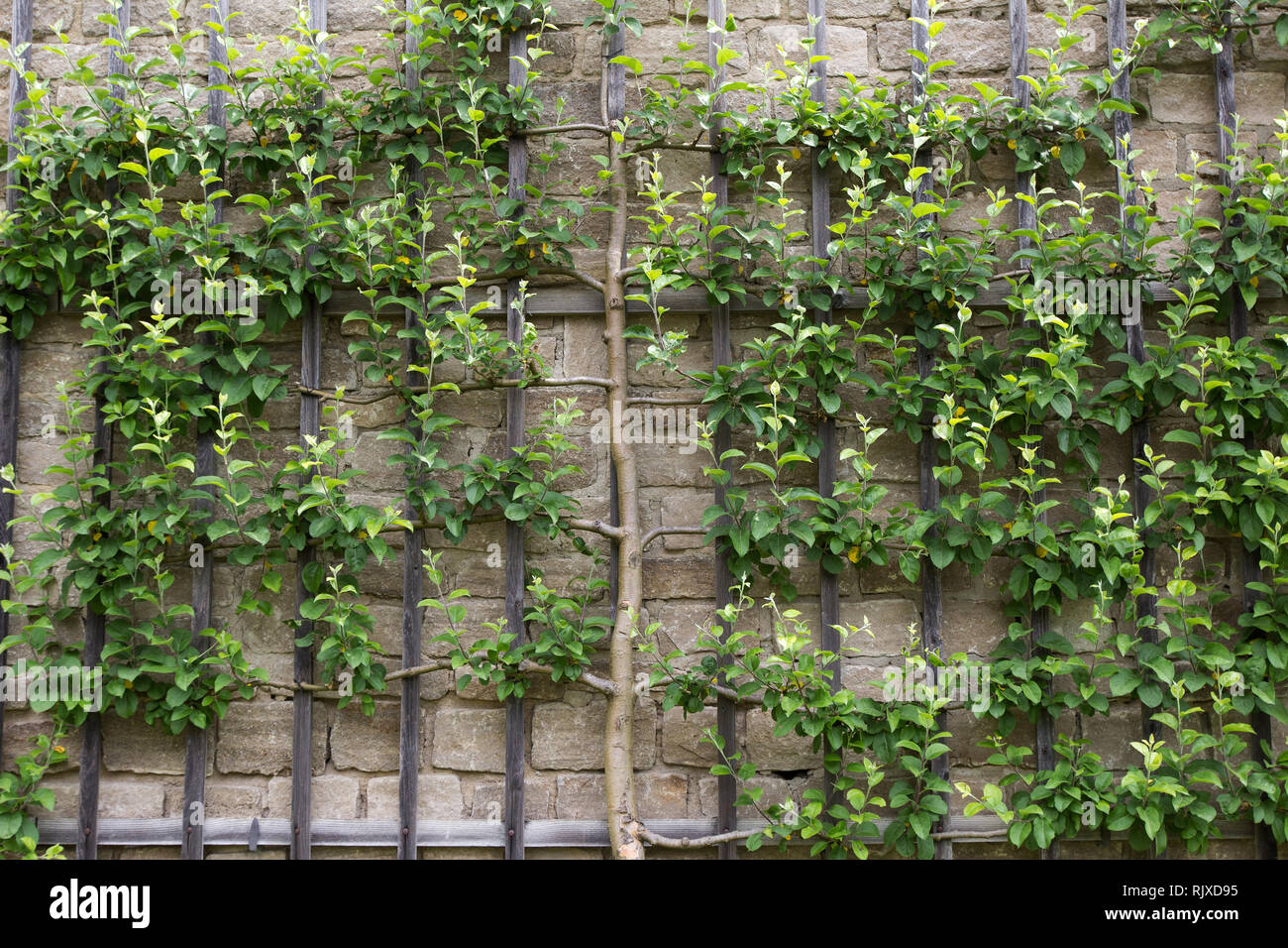 Apple on the wall Stock Photo - Alamy