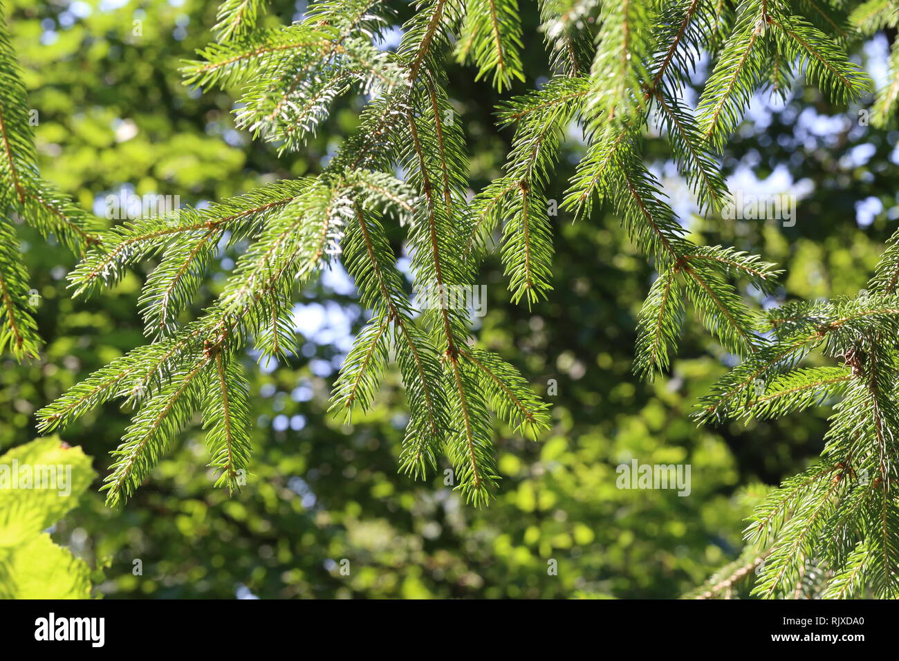 Coniferous trees in forest / Needles close-up Stock Photo - Alamy