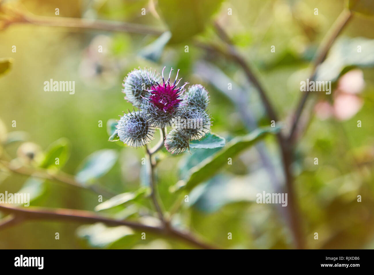 Cirsium vulgare, Spear thistle, Bull thistle, Common thistle, short ...